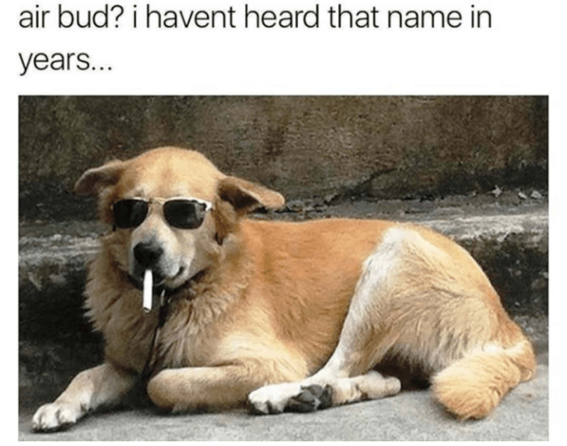 Dog Memes - Easy Family Fun- Print-and-Play Family Fun Hub