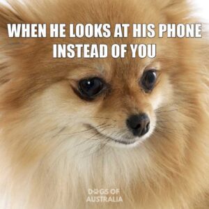 Dog Memes - Easy Family Fun- Print-and-Play Family Fun Hub