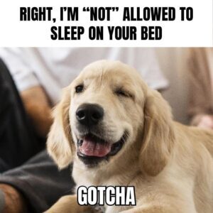 Dog Memes - Easy Family Fun- Print-and-Play Family Fun Hub