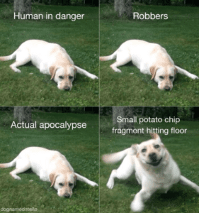 Dog Memes - Easy Family Fun- Print-and-Play Family Fun Hub
