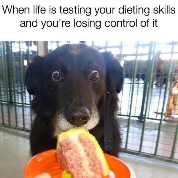 Feast Your Eyes on These Hilarious Food Memes! - Easy Family Fun- Print ...