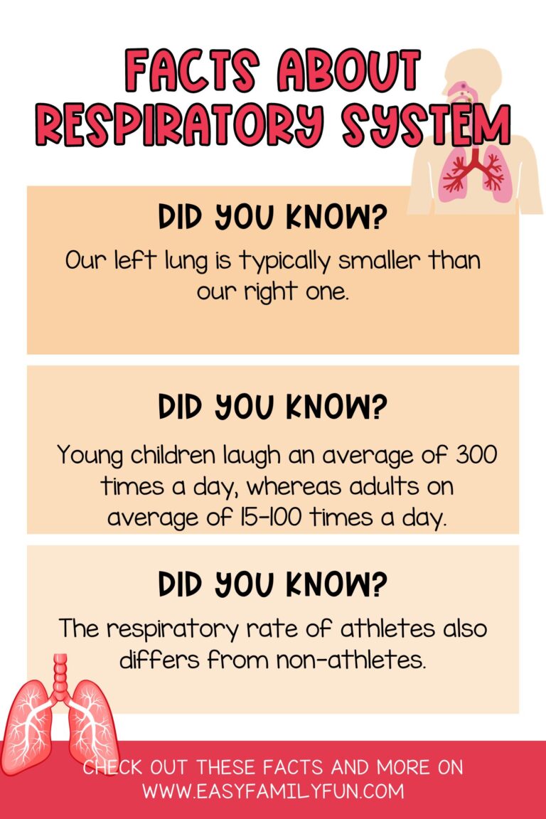 Interesting facts about Respiratory System - Easy Family Fun- Games ...