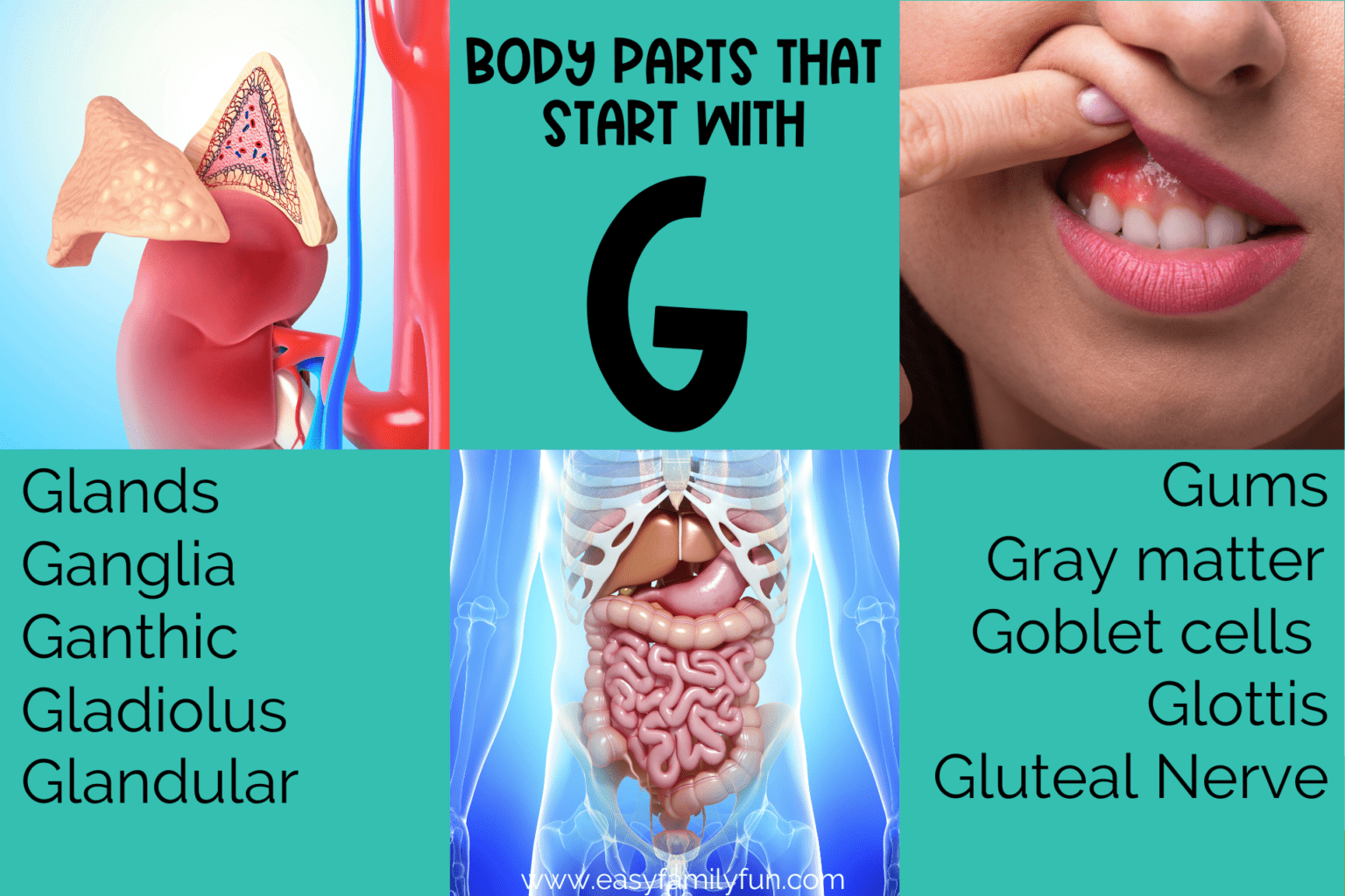Body Parts that Start with G - Easy Family Fun- Print-and-Play Family ...