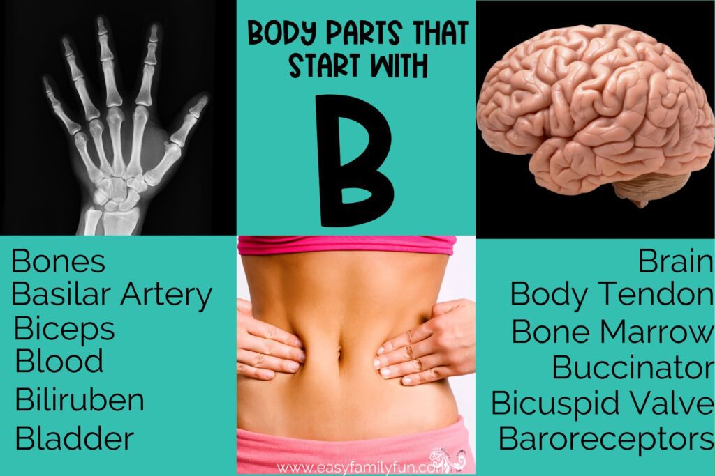 Body Parts That Start With B Easy Family Fun Games Trivia And Jokes