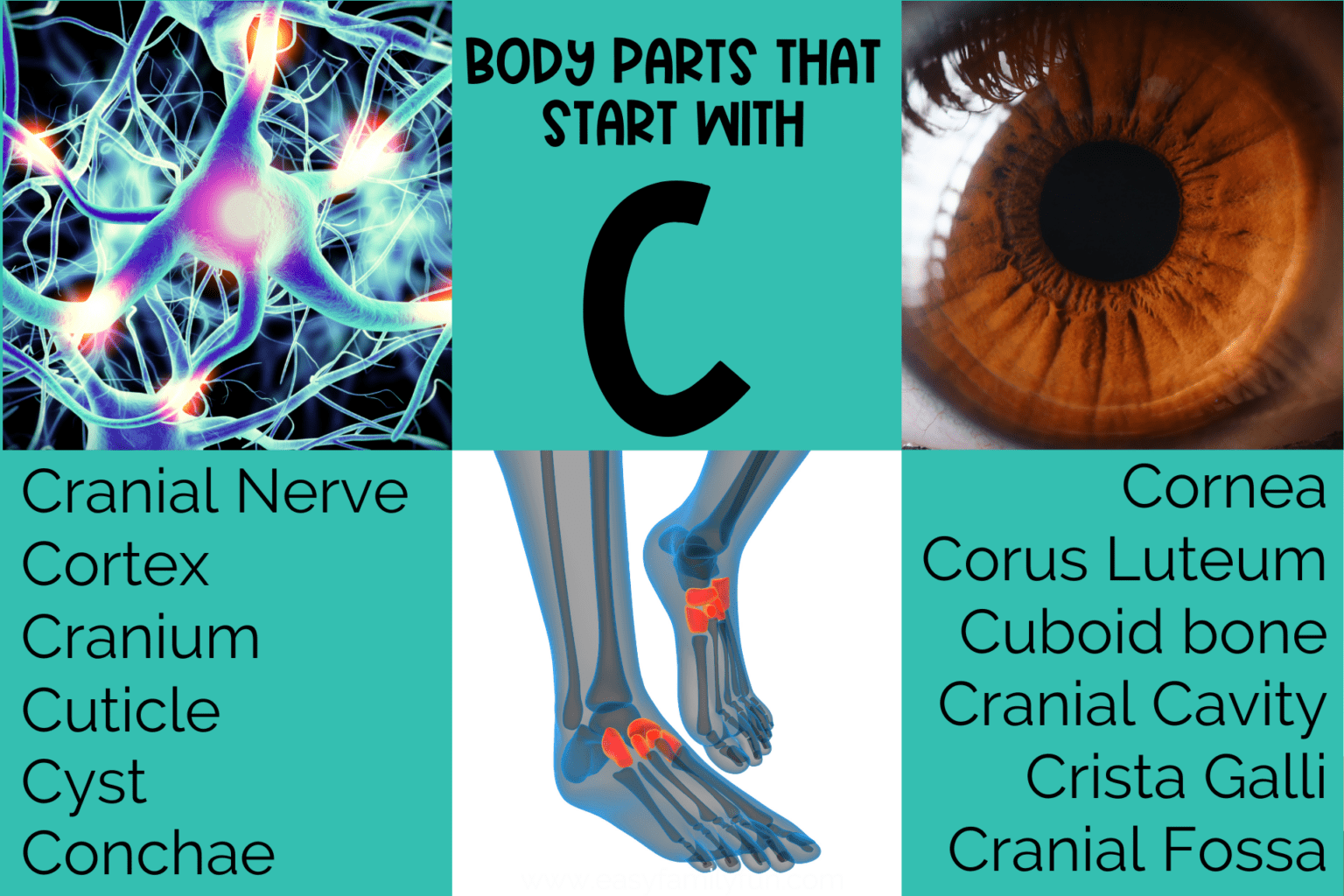 Cracking the Code of Body Parts Starting with C - Easy Family Fun ...
