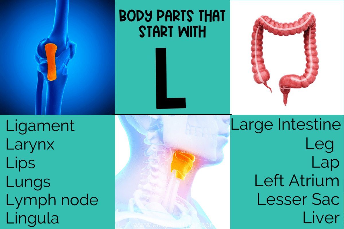 Exploring Body Parts That Start With L - Easy Family Fun- Print-and ...