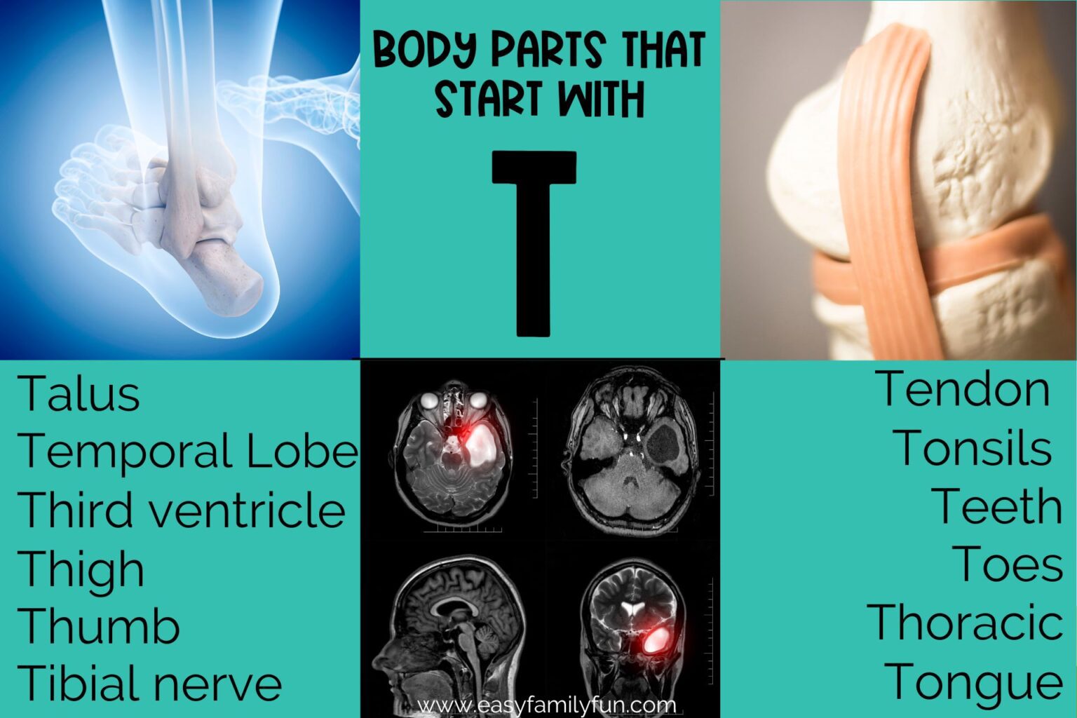 Body Parts that Start with T - Easy Family Fun- Games, Trivia, and Jokes