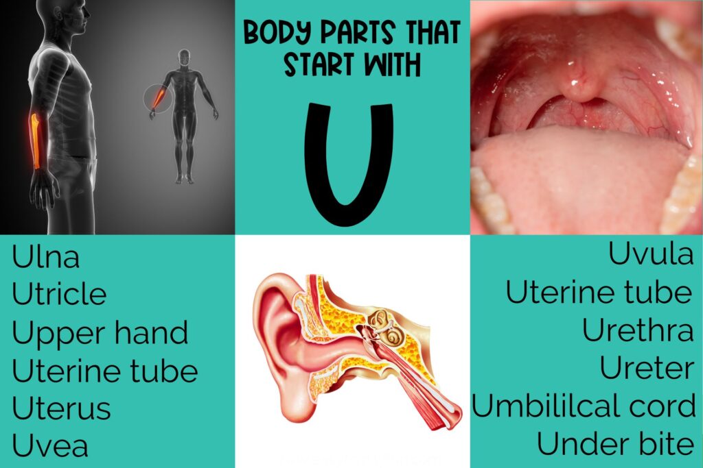 Body Parts that Start with U - Easy Family Fun- Print-and-Play Family ...