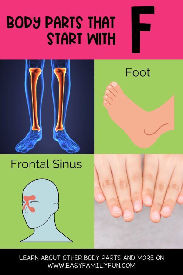 Body Parts that Start with F - Easy Family Fun- Print-and-Play Family ...