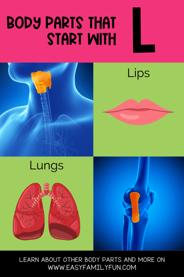 Exploring Body Parts That Start With L - Easy Family Fun- Print-and ...