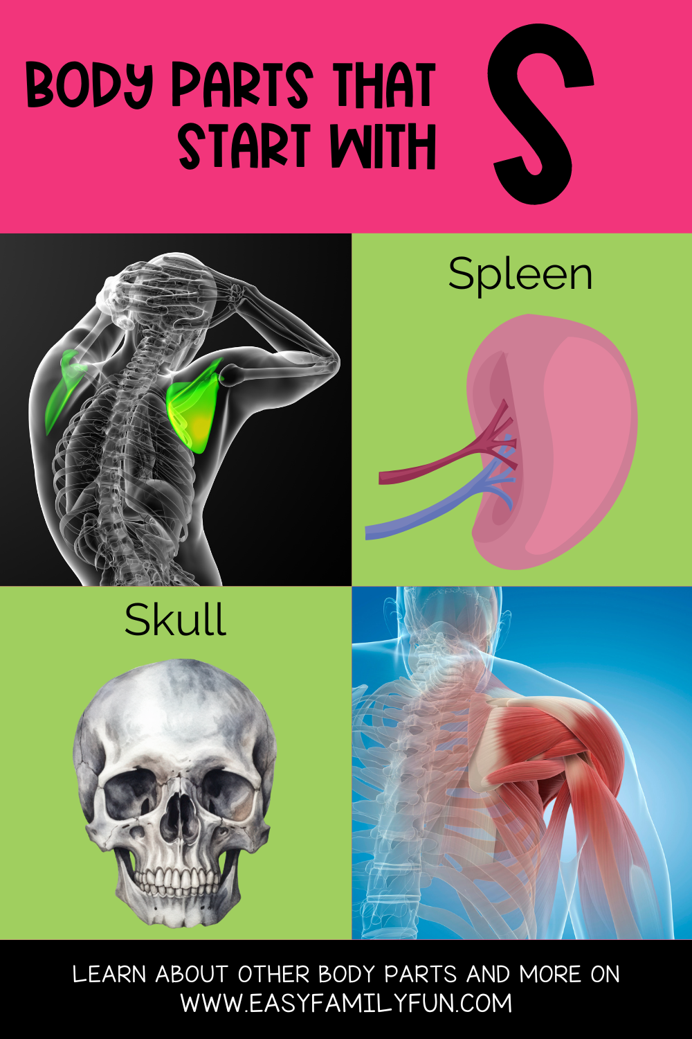 Body Parts That Start With S - Easy Family Fun- Print-and-Play Family ...