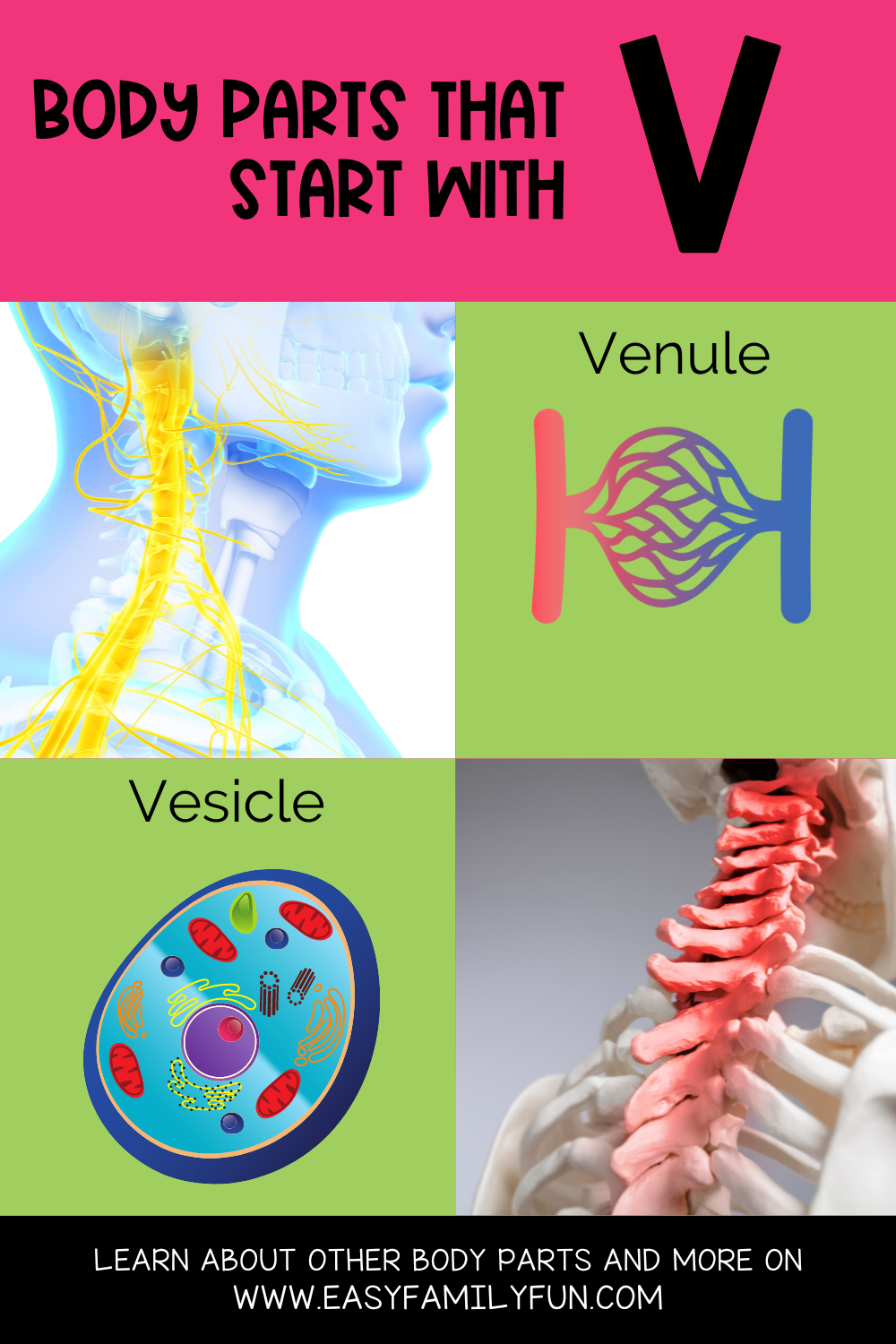 Body Parts That Start With V