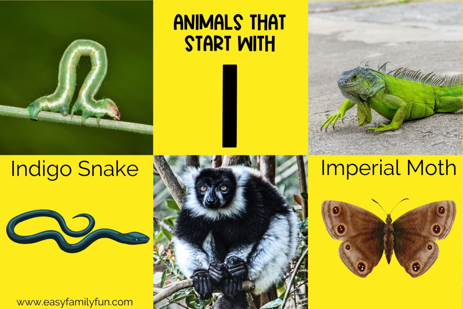 58 Captivating Animals That Start With I - Easy Family Fun- Print-and ...