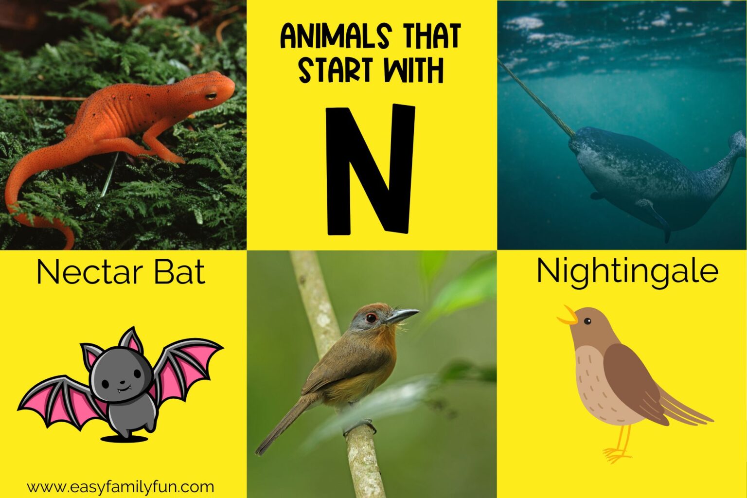 180 Captivating Animals That Begin With N - Easy Family Fun- Games ...
