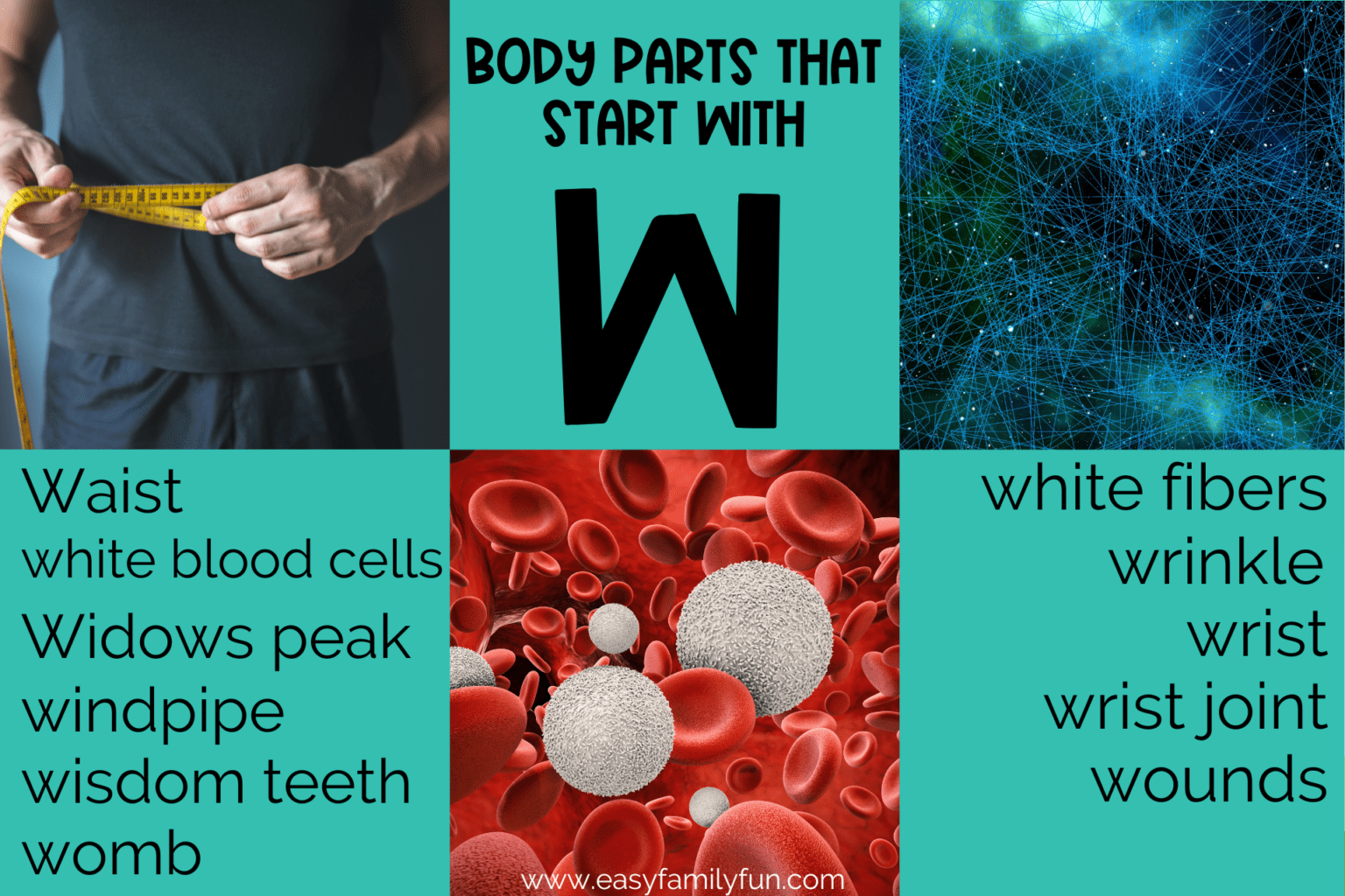 Body Parts That Start with W - Easy Family Fun- Games, Trivia, and Jokes