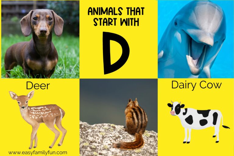 248 Captivating Animals That Start With D - Easy Family Fun- Print-and ...