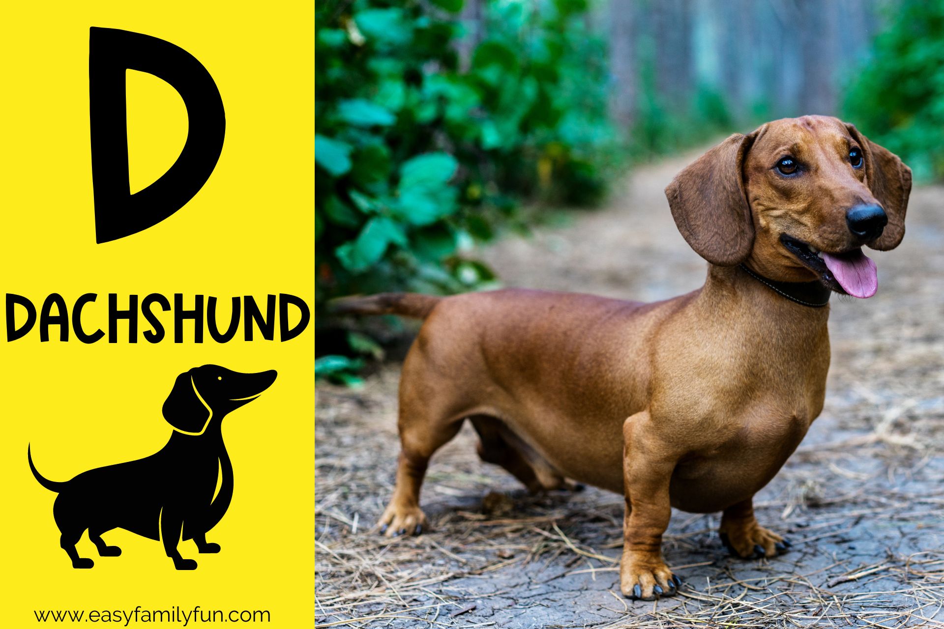 248 Captivating Animals That Start With D - Easy Family Fun- Games ...