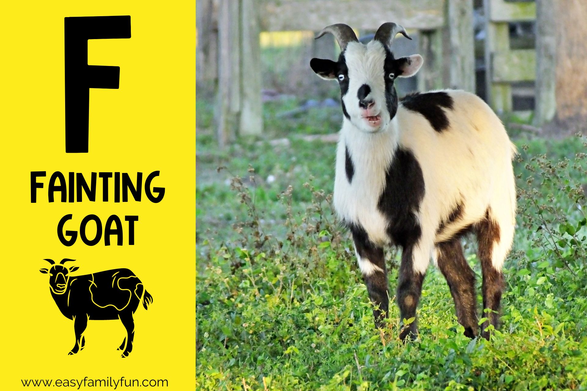 215 Captivating Animals That Begin With F - Easy Family Fun- Print-and ...