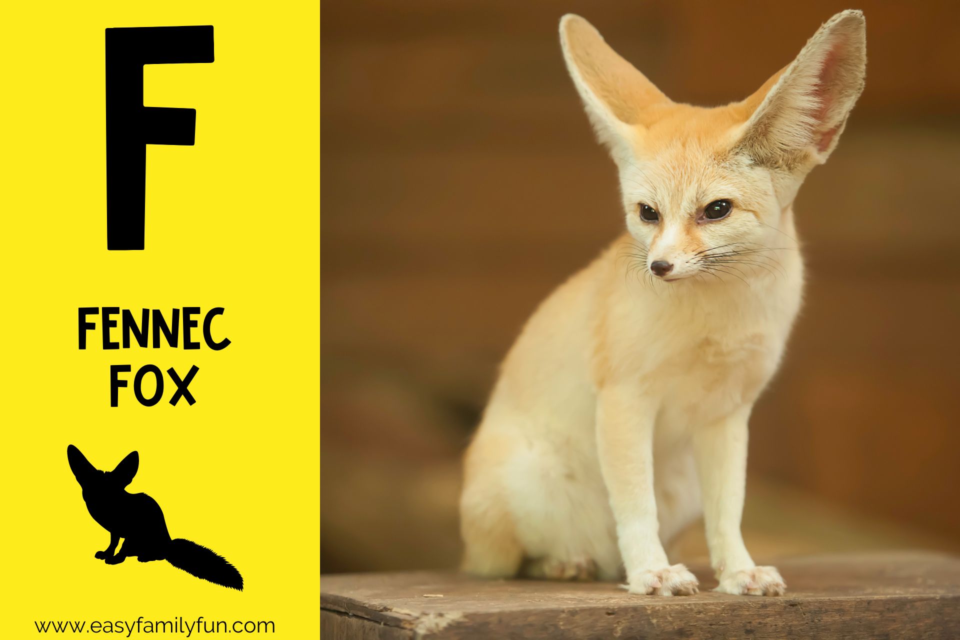 215 Captivating Animals That Begin With F - Easy Family Fun- Print-and ...