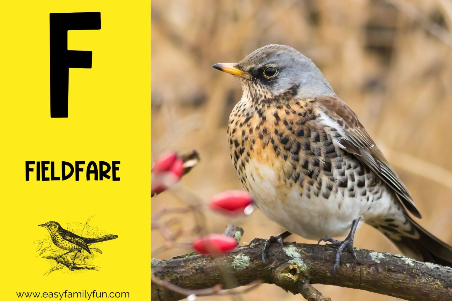 215 Captivating Animals That Begin With F - Easy Family Fun- Print-and ...