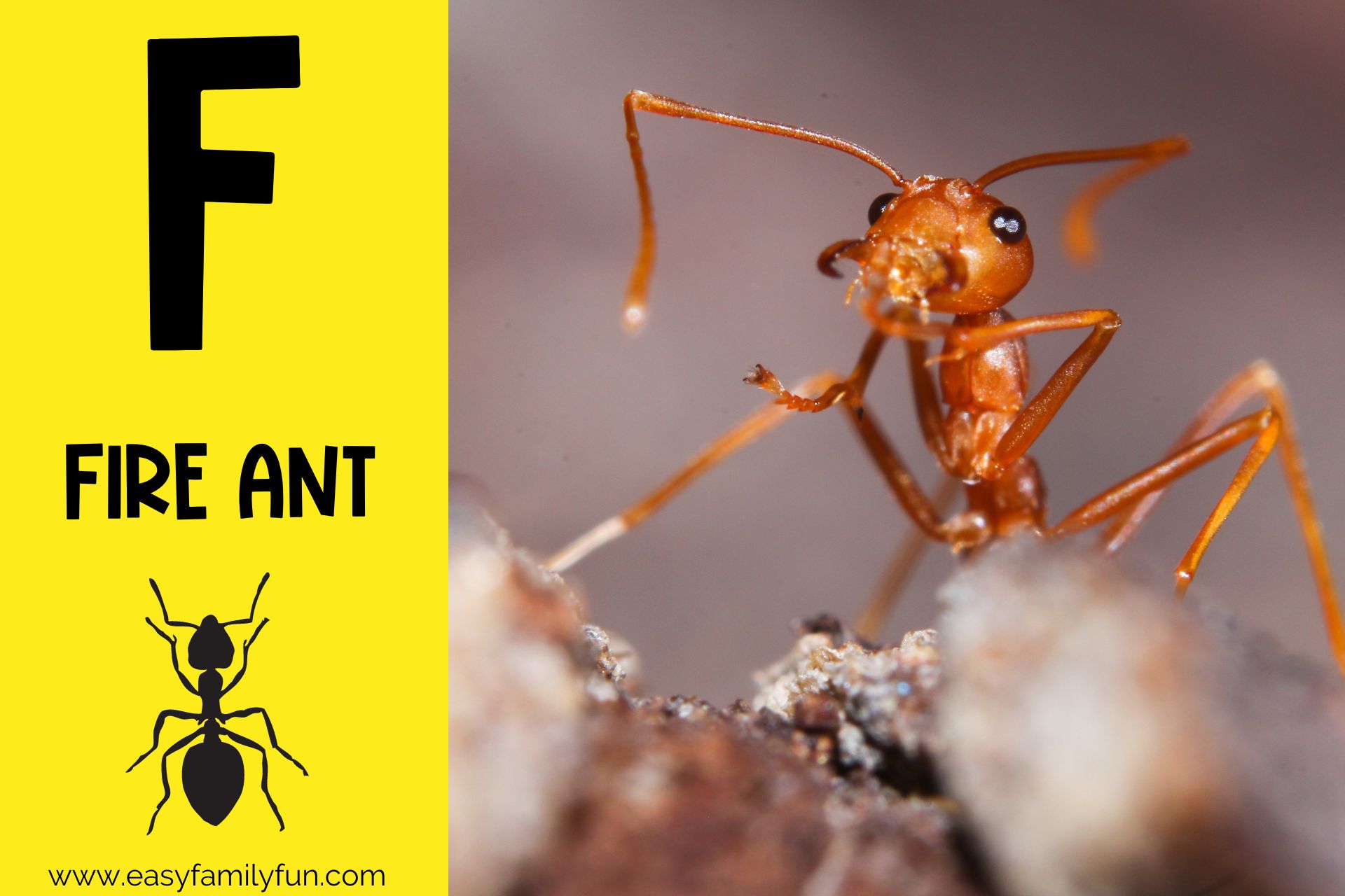 215 Captivating Animals That Begin With F - Easy Family Fun- Games ...