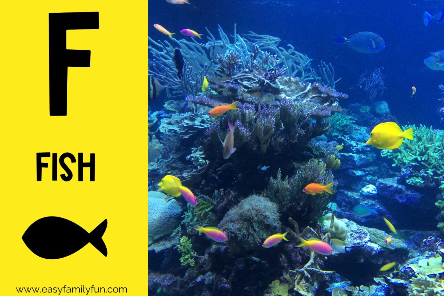 215 Captivating Animals That Begin With F - Easy Family Fun- Print-and ...