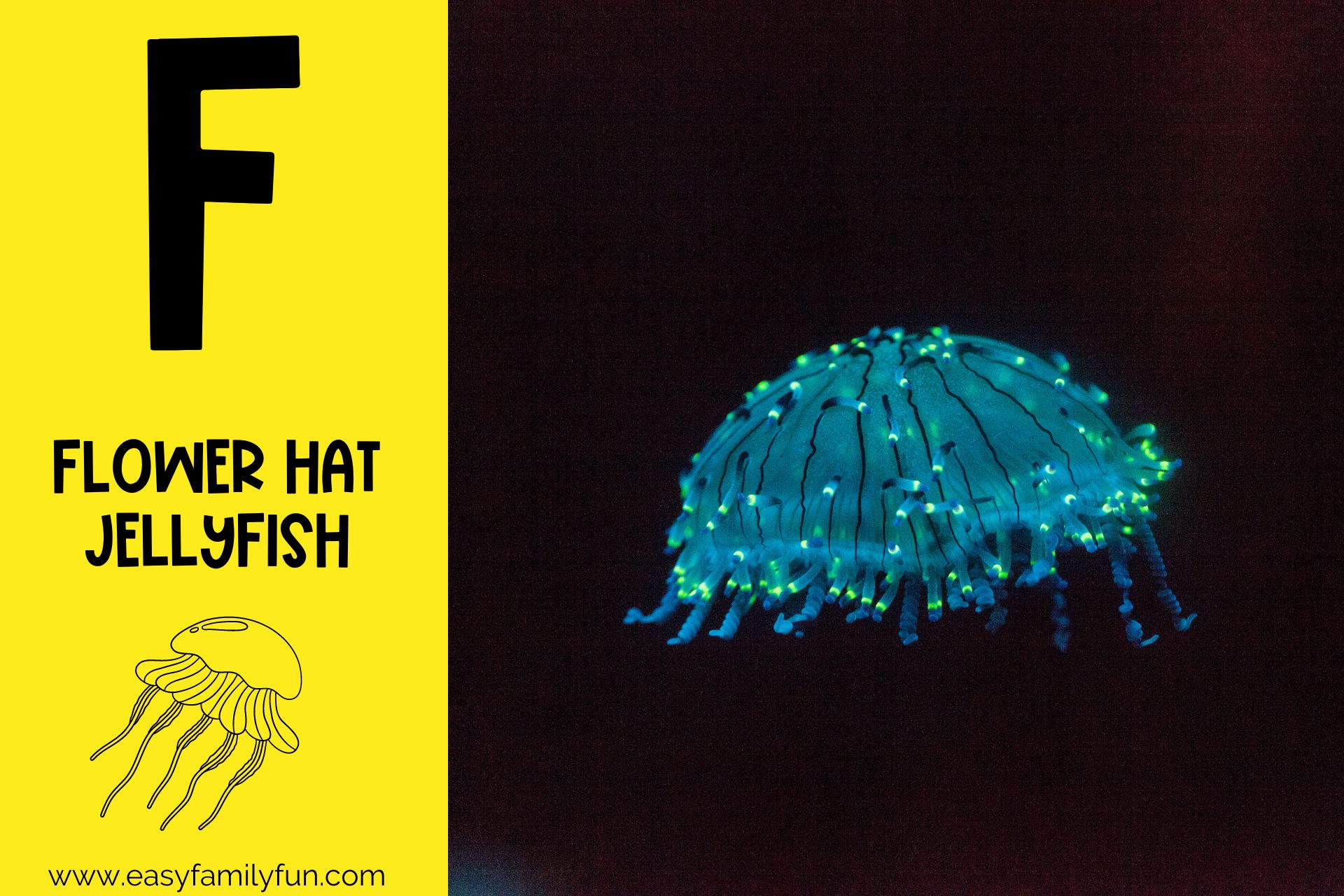 215 Captivating Animals That Begin With F - Easy Family Fun- Print-and ...