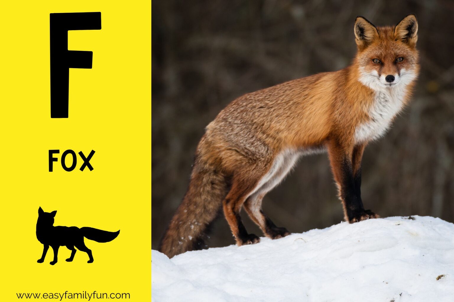 215 Captivating Animals That Begin With F - Easy Family Fun- Print-and ...