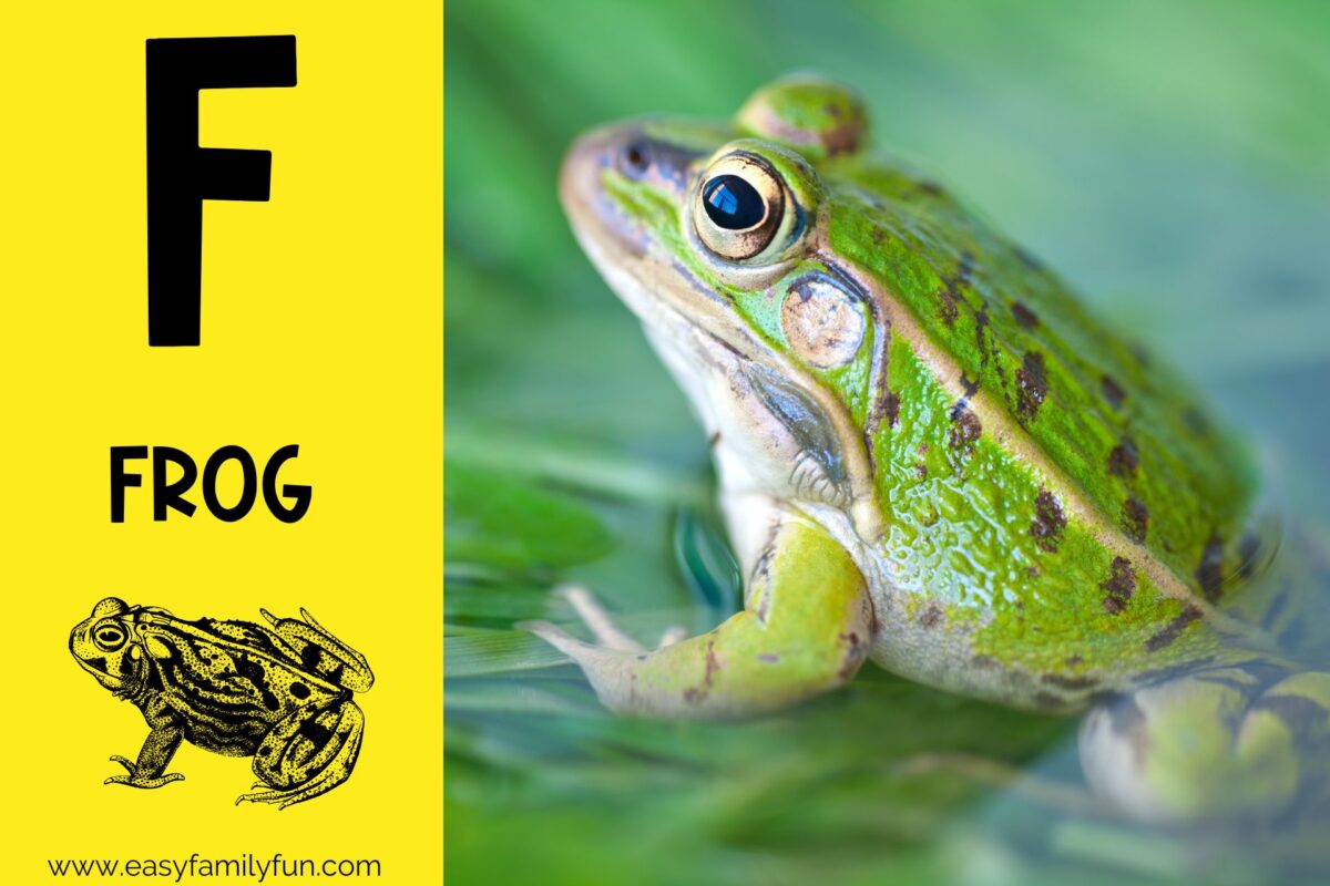 215 Captivating Animals That Begin With F - Easy Family Fun- Print-and ...