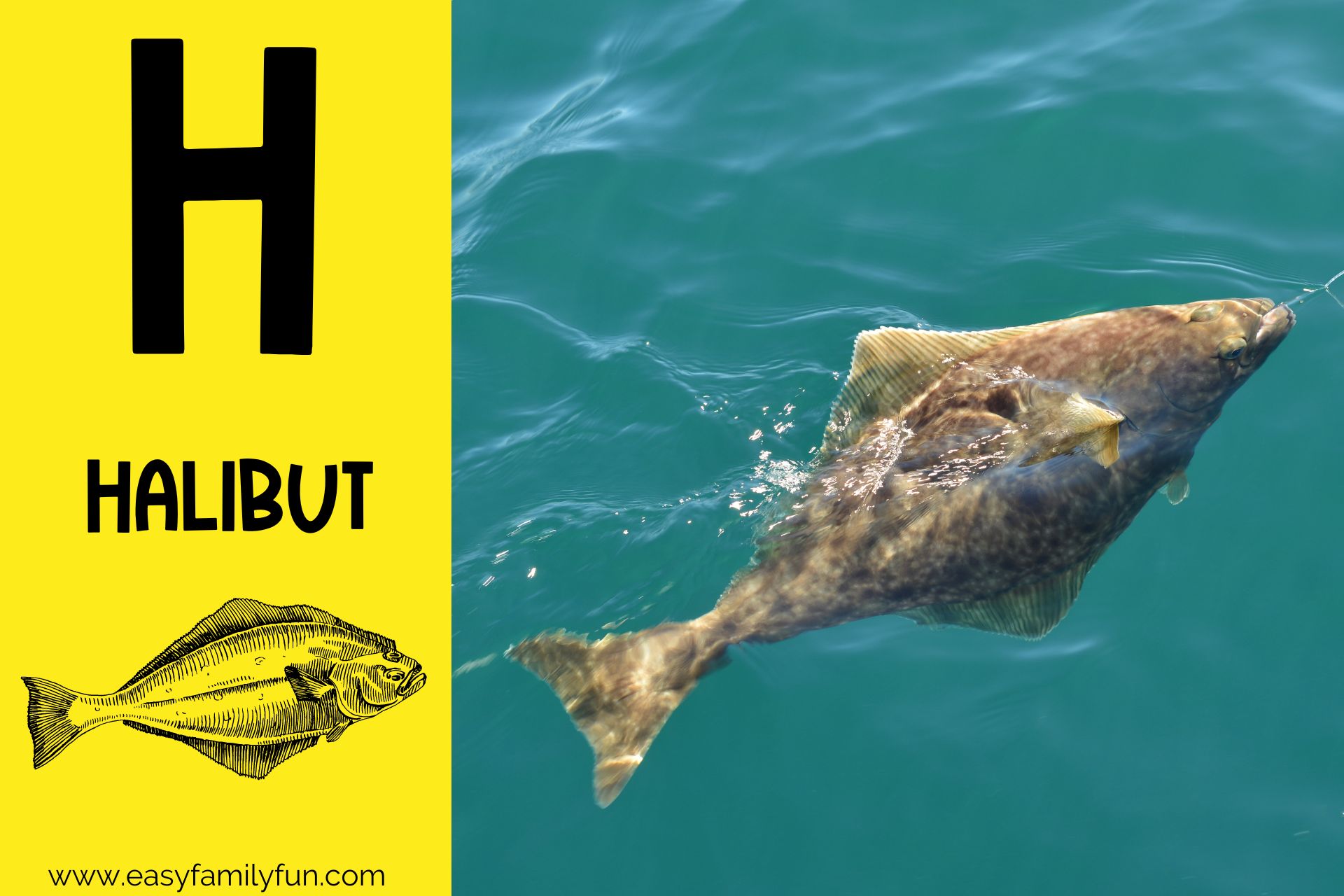 104 Captivating Animals That Begin With H - Easy Family Fun- Games ...