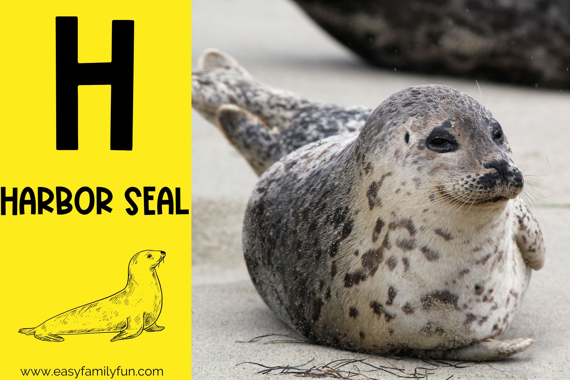 104 Captivating Animals That Begin With H - Easy Family Fun- Games ...