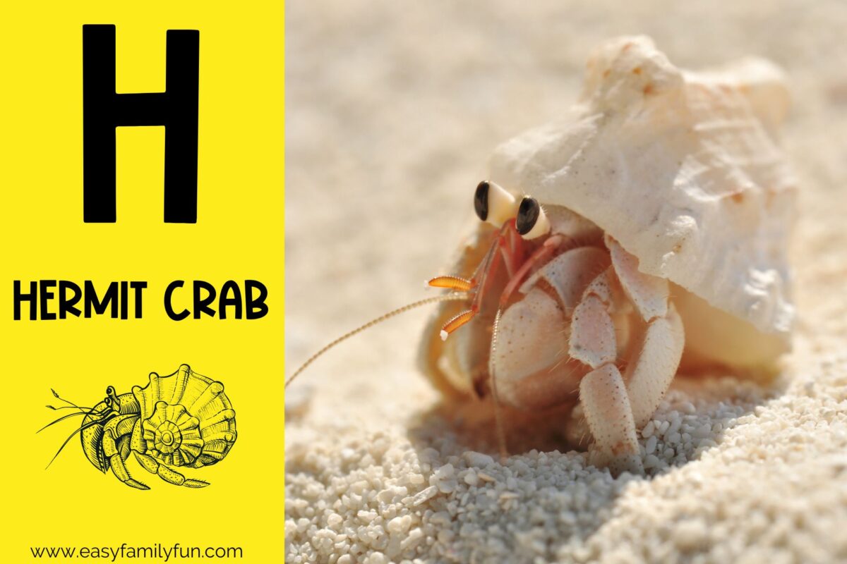 104 Captivating Animals That Begin With H - Easy Family Fun- Games ...