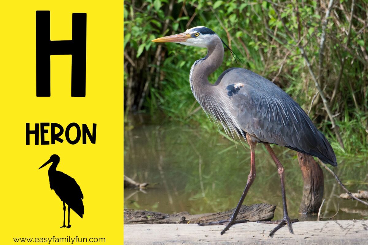 104 Captivating Animals That Begin With H - Easy Family Fun- Games ...