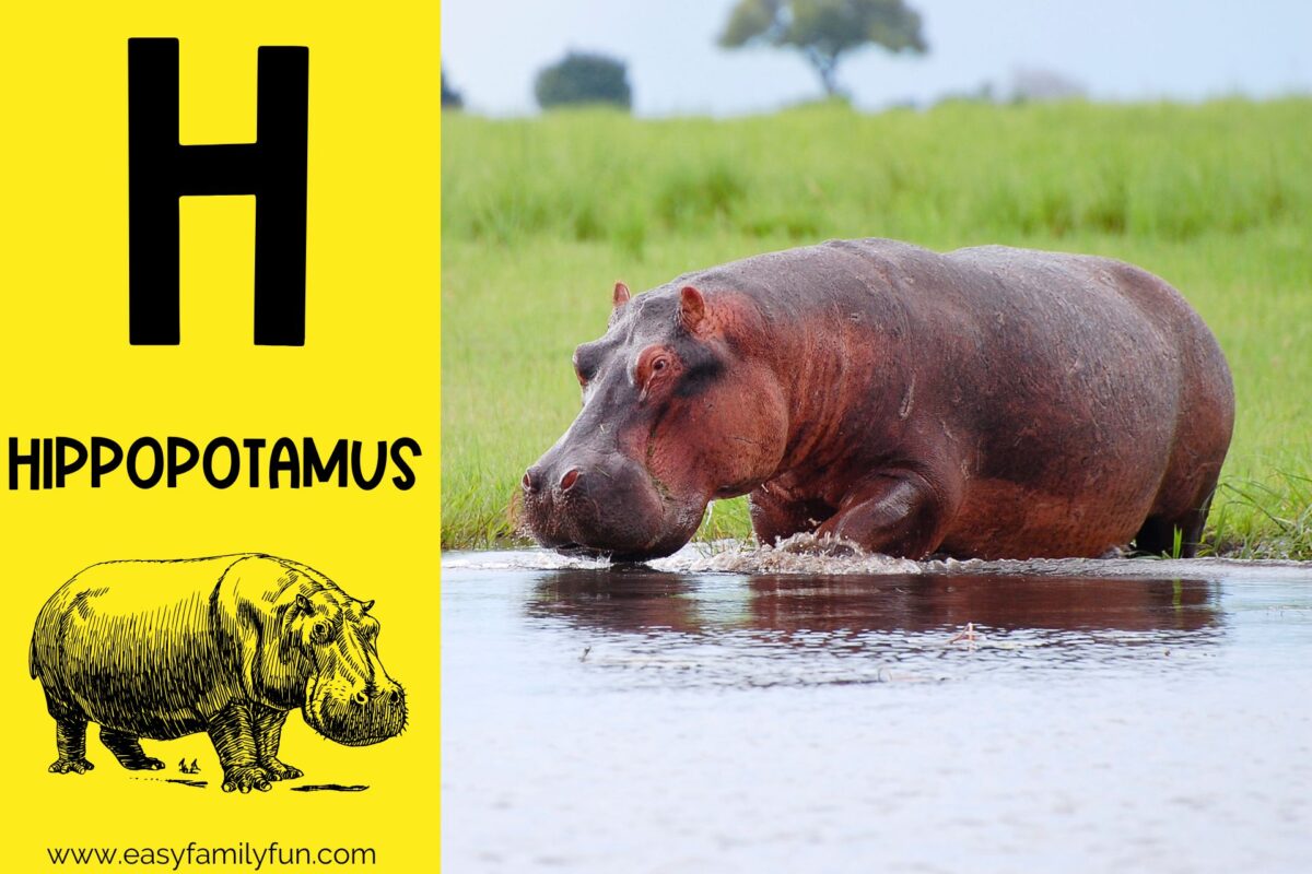104 Captivating Animals That Begin With H - Easy Family Fun- Games ...