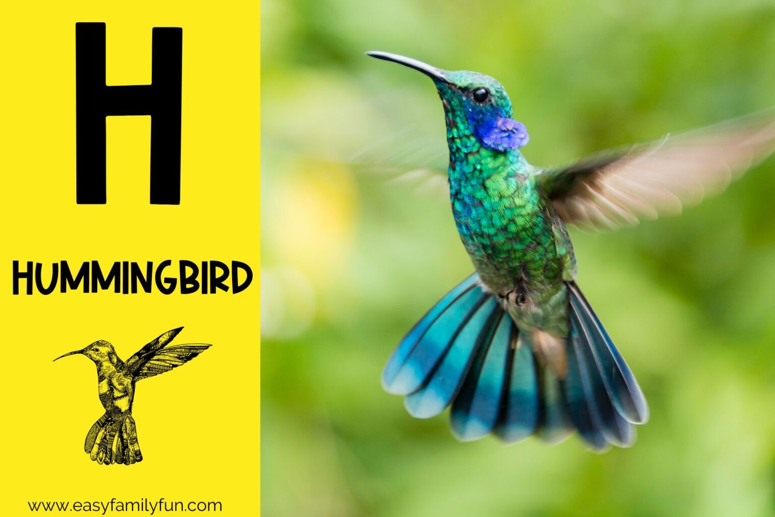 104 Captivating Animals That Begin With H - Easy Family Fun- Games ...