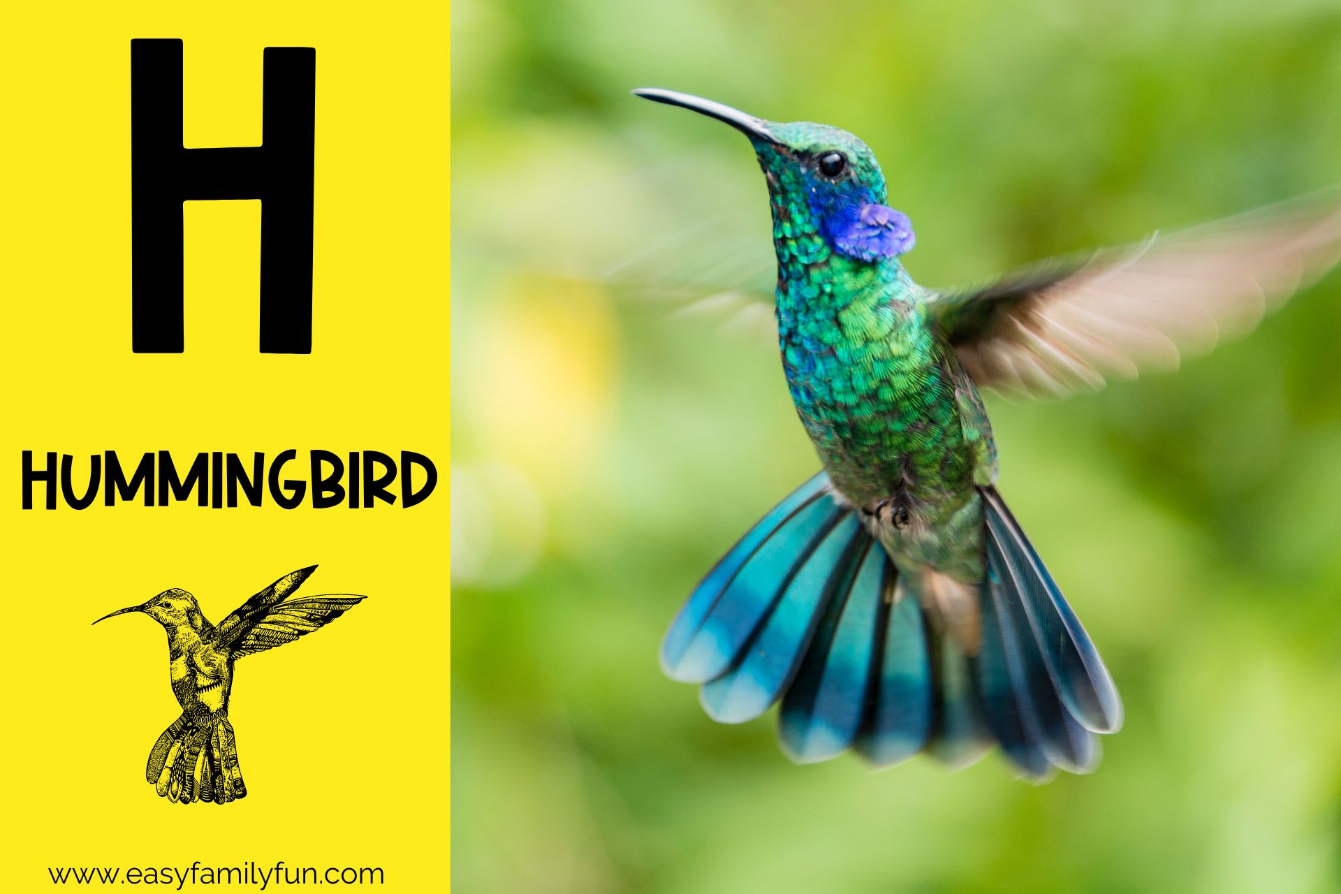 104 Captivating Animals That Begin With H - Easy Family Fun- Games ...