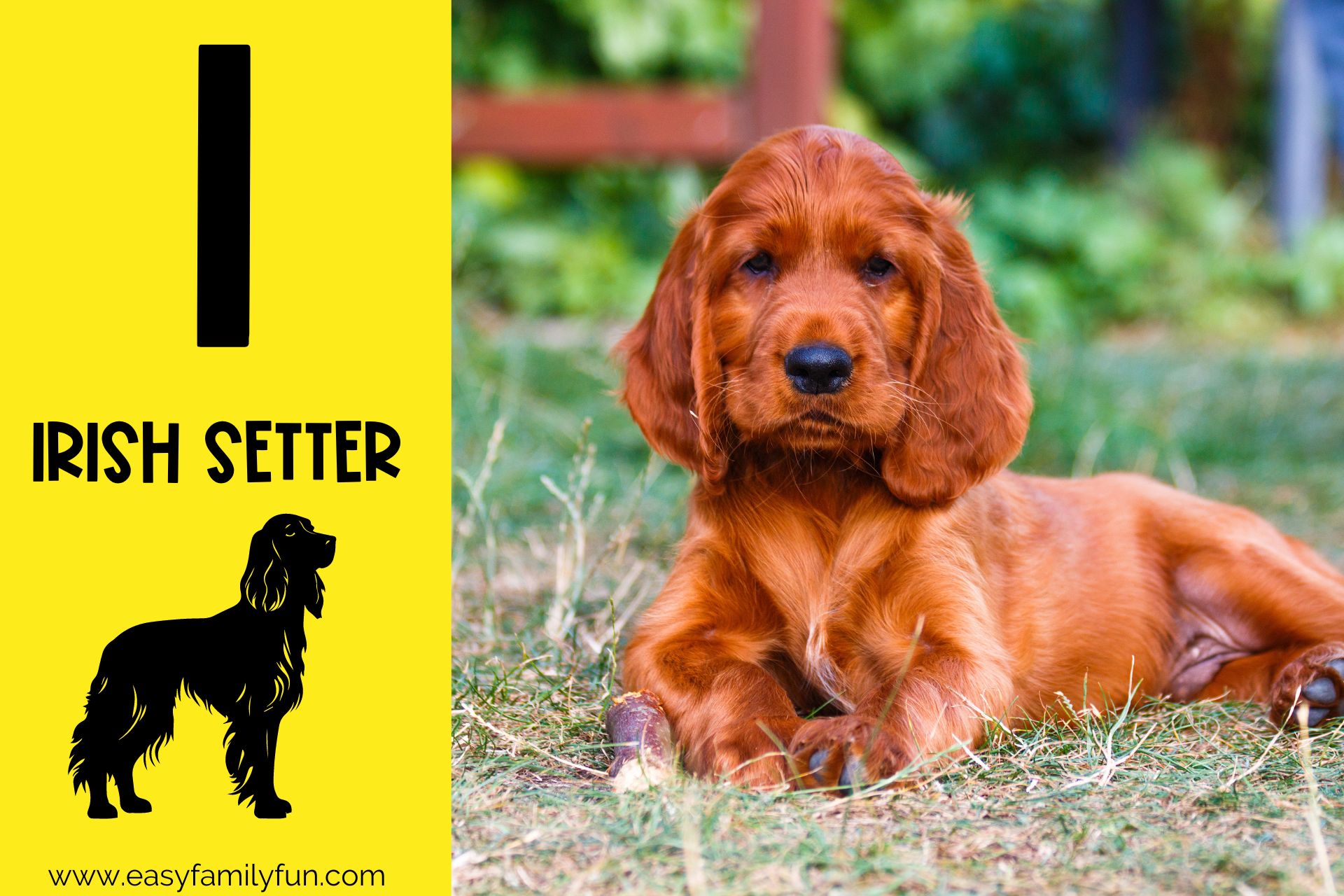58 Captivating Animals That Start With I - Easy Family Fun- Print-and ...