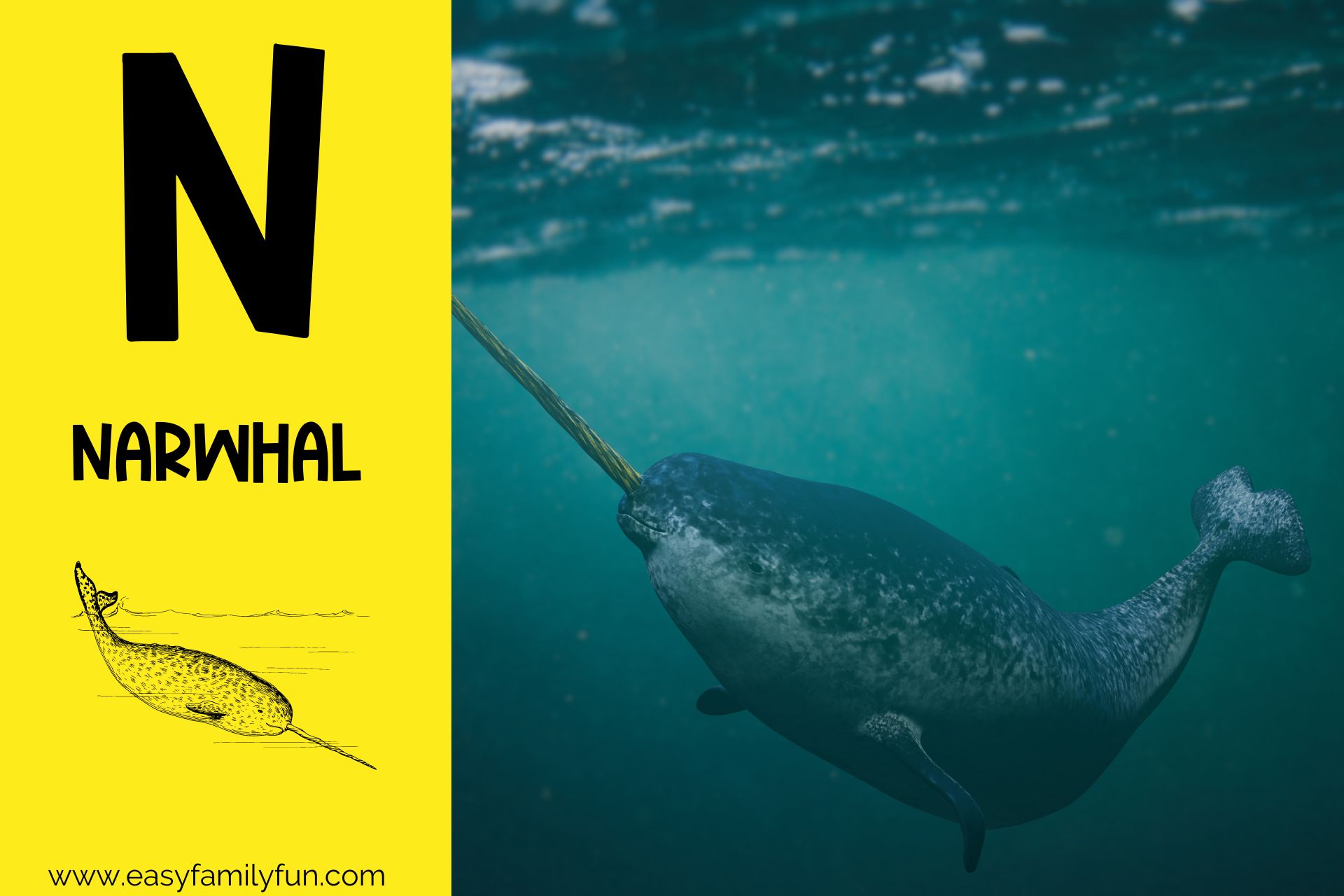 180 Captivating Animals That Begin With N - Easy Family Fun- Games ...