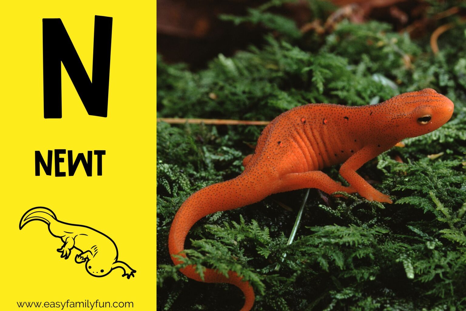 180 Captivating Animals That Begin With N - Easy Family Fun- Print-and ...