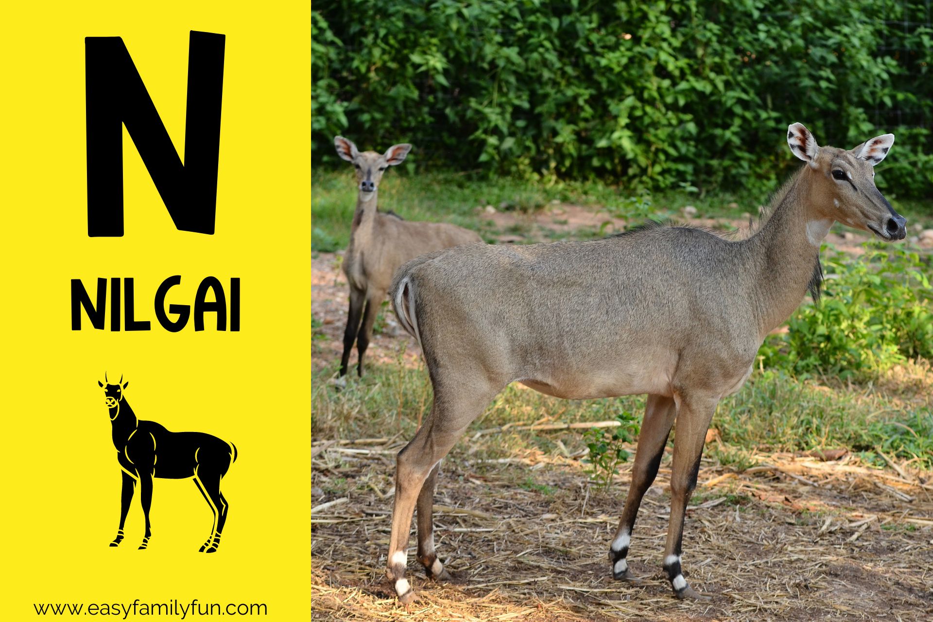 180 Captivating Animals That Begin With N - Easy Family Fun- Games ...