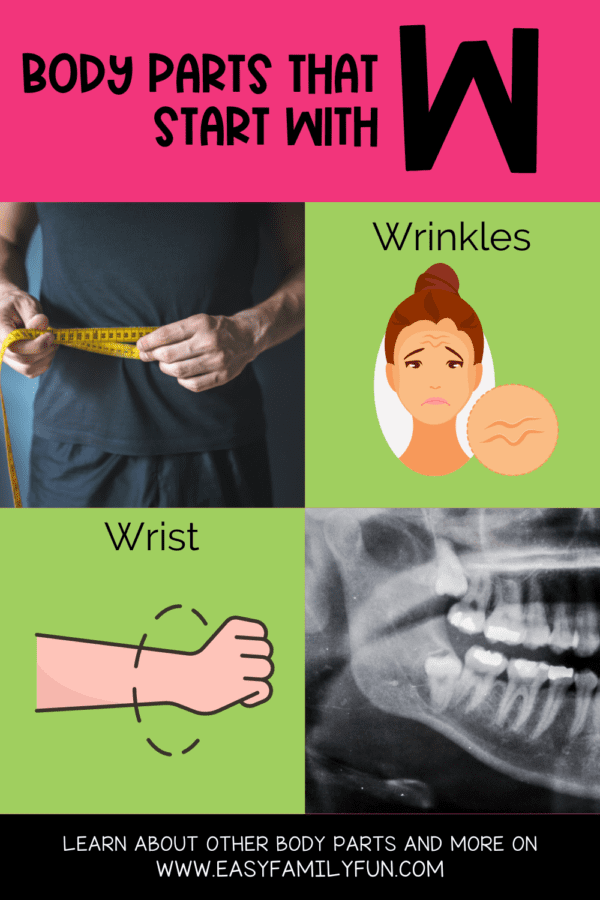 Body Parts That Start with W - Easy Family Fun- Games, Trivia, and Jokes